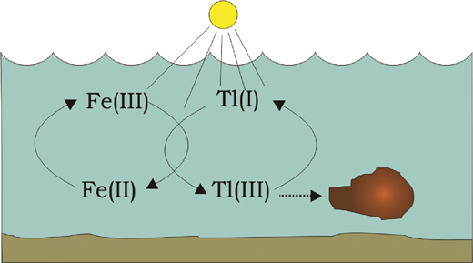 The effect of light and iron(ii)/iron(iii) on the distribution of Tl(i ...