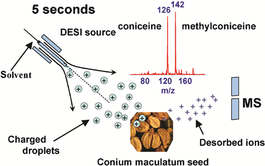 Rapid in situ detection of alkaloids in plant tissue under ambient ...
