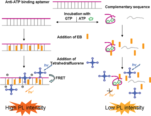 ATP detection using a label-free DNA aptamer and a cationic ...