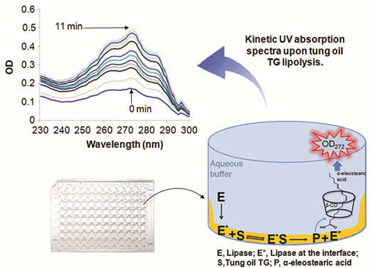 Development of a high-throughput assay for measuring lipase activity ...