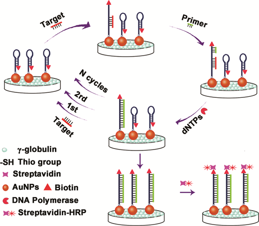 Spectrophotometric and ultrasensitive DNA bioassay by circular-strand ...