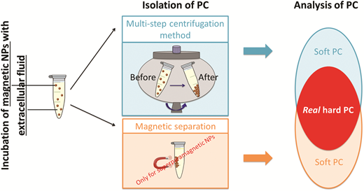 Methods of protein corona isolation for magnetic nanoparticles ...