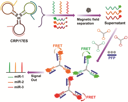Logic-signal-based multiplex detection of MiRNAs with high tension ...