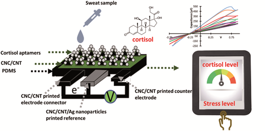 Flexible electrochemical aptasensor for cortisol detection in human ...