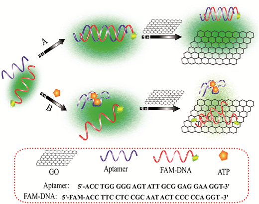 Graphene oxide as a nano-platform for ATP detection based on aptamer ...