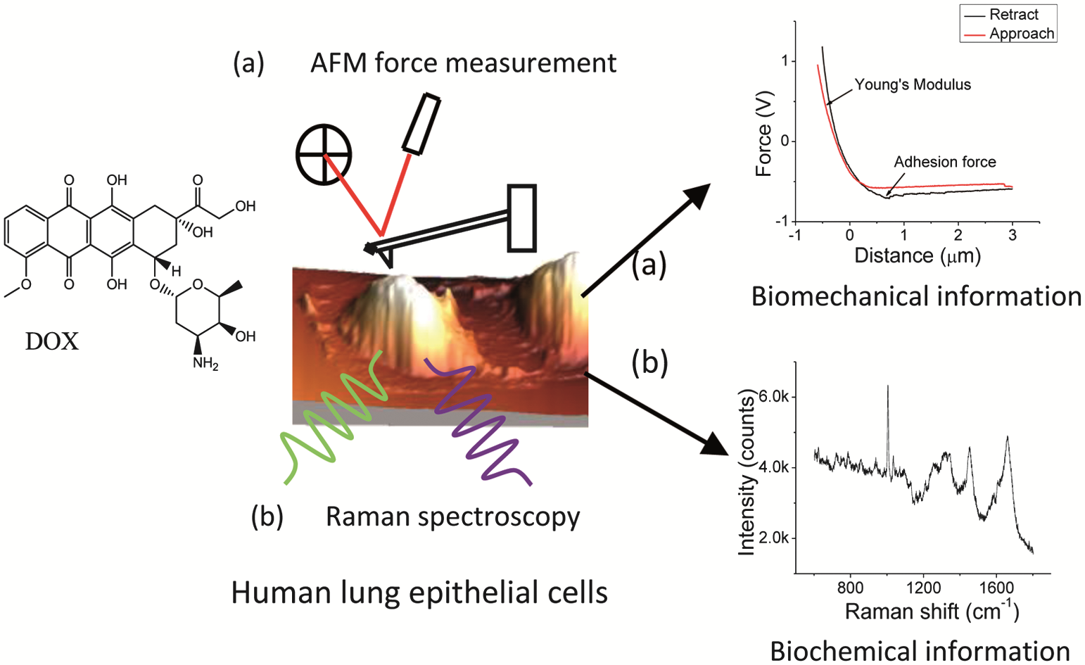 Non-invasive detection of biomechanical and biochemical responses of ...