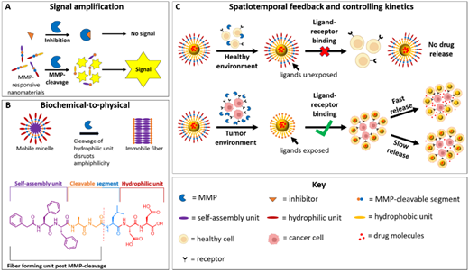 MMP-responsive nanomaterials | Biomaterials Science | The Royal Society ...