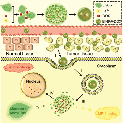 A multi-functional drug delivery system based on polyphenols for ...