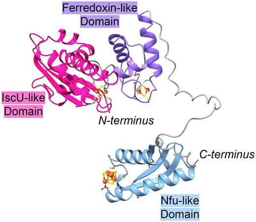 Intricacies in iron–sulfur cluster function and biogenesis: functional ...