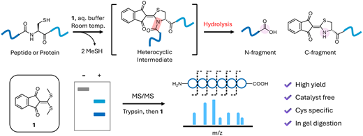 Protein digestion using a cysteine-specific backbone cleavage reagent ...