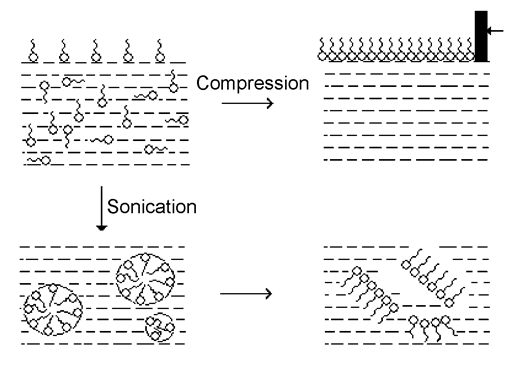 Sonication induced sheet formation at the air–water interface ...