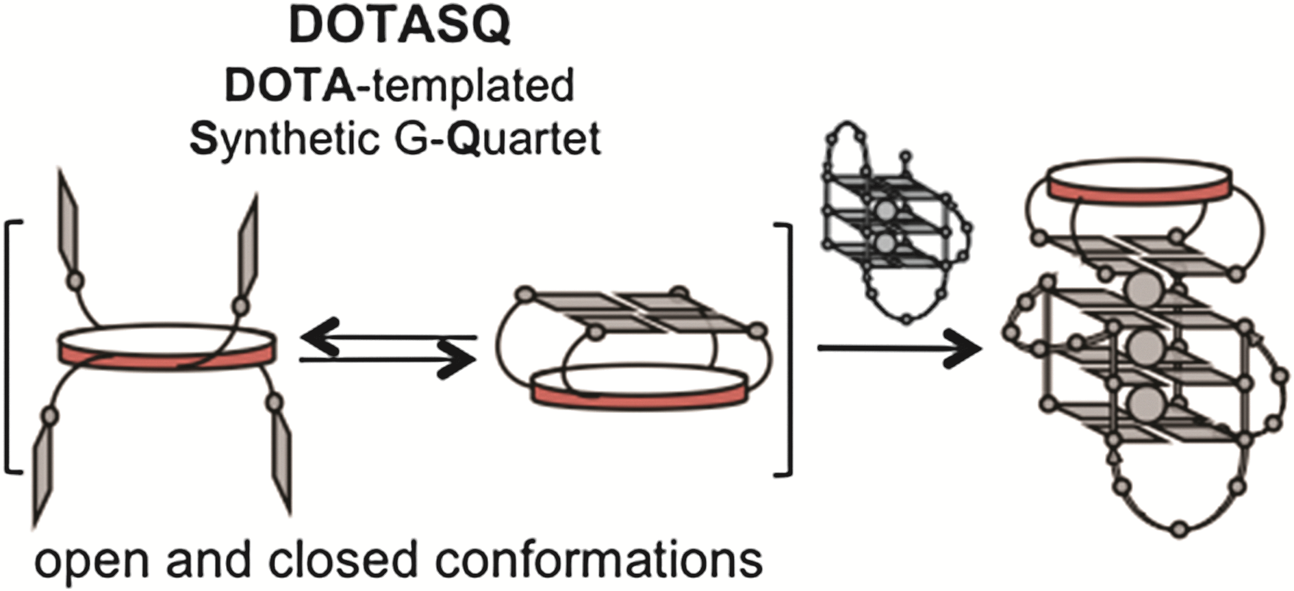 DOTASQ as a prototype of nature-inspired G-quadruplex ligand ...