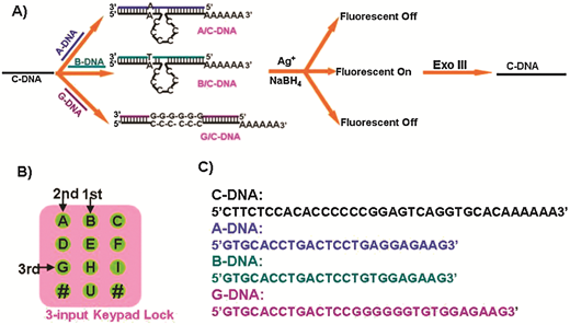 DNA-templated Ag nanoclusters as signal transducers for a label-free ...