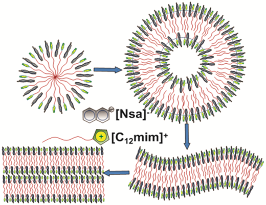 First observation of rich lamellar structures formed by a single-tailed ...