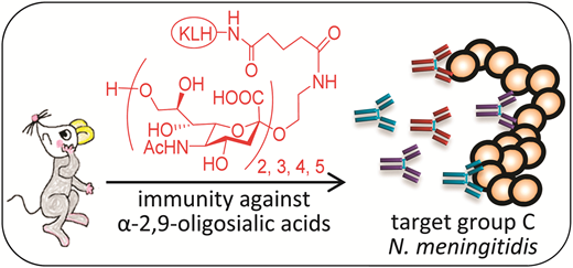 Synthesis and immunological study of α-2,9-oligosialic acid conjugates ...
