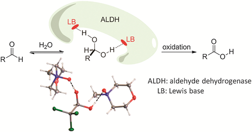 Mimicking the active site of aldehyde dehydrogenases: stabilization of ...