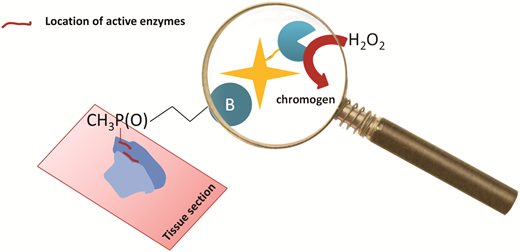 “Activography”: a novel, versatile and easily adaptable method for ...