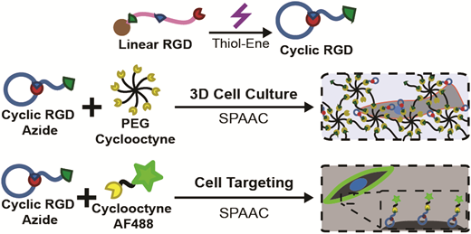 Design of functionalized cyclic peptides through orthogonal click ...