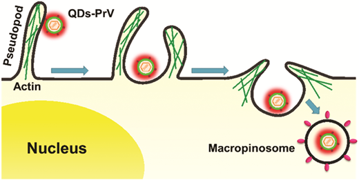 Internalization of the pseudorabies virus via macropinocytosis analyzed ...