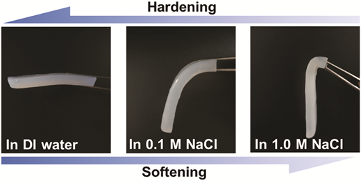 Sea cucumber mimicking bacterial cellulose composite hydrogel with ...