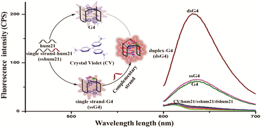 A duplex connection can further illuminate G-quadruplex/crystal violet ...