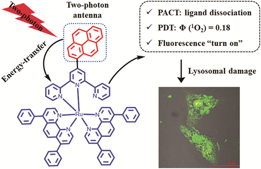 The modification of a pyrene group makes a Ru(ii) complex versatile ...