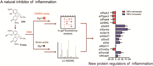 Chemoproteomics-based target profiling of sinomenine reveals multiple ...