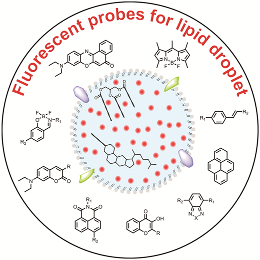 Recent advances in fluorescent probes for lipid droplets | Chemical ...