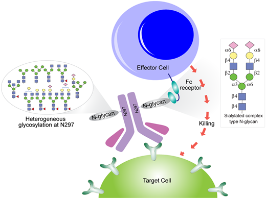 Study on antibody Fc-glycosylation for optimal effector functions ...