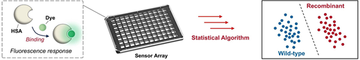 Identification and quantification of human serum albumin from different ...