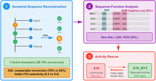 Ancestral sequence reconstruction reveals new functional fluorinases ...