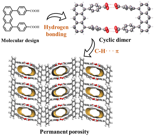 The ordered organization of hydrogen-bonded organic macrocycles into a ...