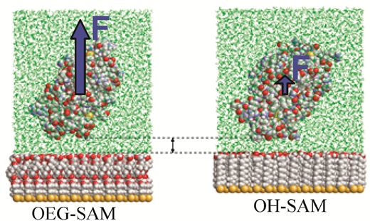 Origin of repulsive force and structure/dynamics of interfacial water ...