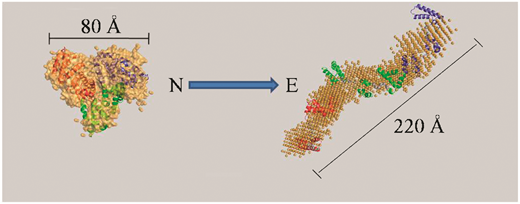 About the albumin structure in solution: cigar Expanded form versus ...