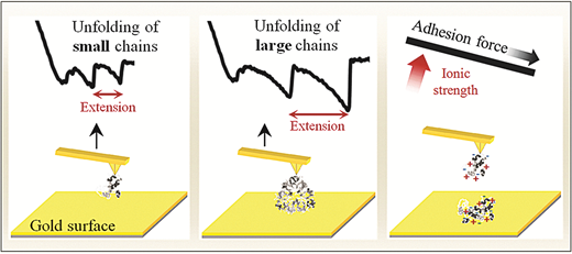 Plant protein interactions studied using AFM force spectroscopy ...