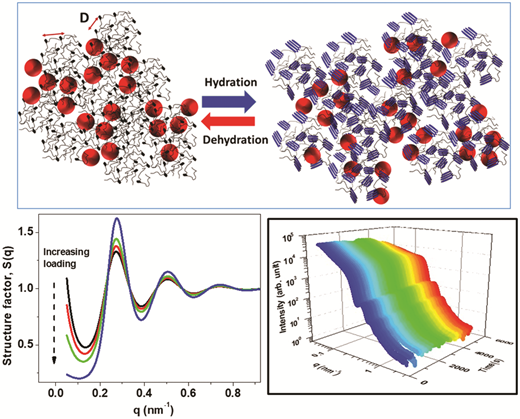 Polymer-mediated interaction between nanoparticles during hydration and ...