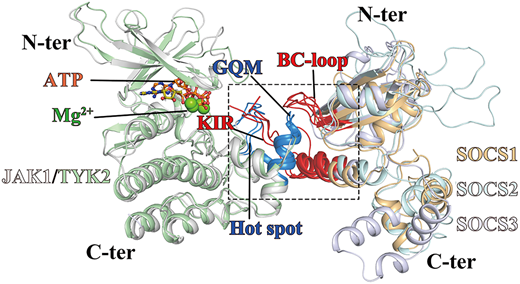 Investigating the molecular mechanism of selective inhibition of JAK1 ...