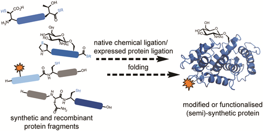 Native chemical ligation in protein synthesis and semi-synthesis ...