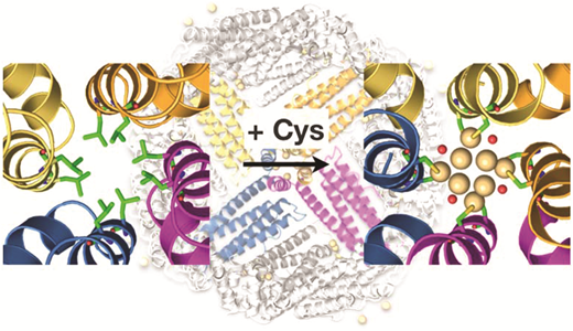 Coordination design of cadmium ions at the 4-fold axis channel of the ...