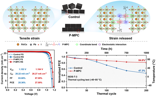 In situ polymerized zwitterionic elastomers for efficient and stable ...