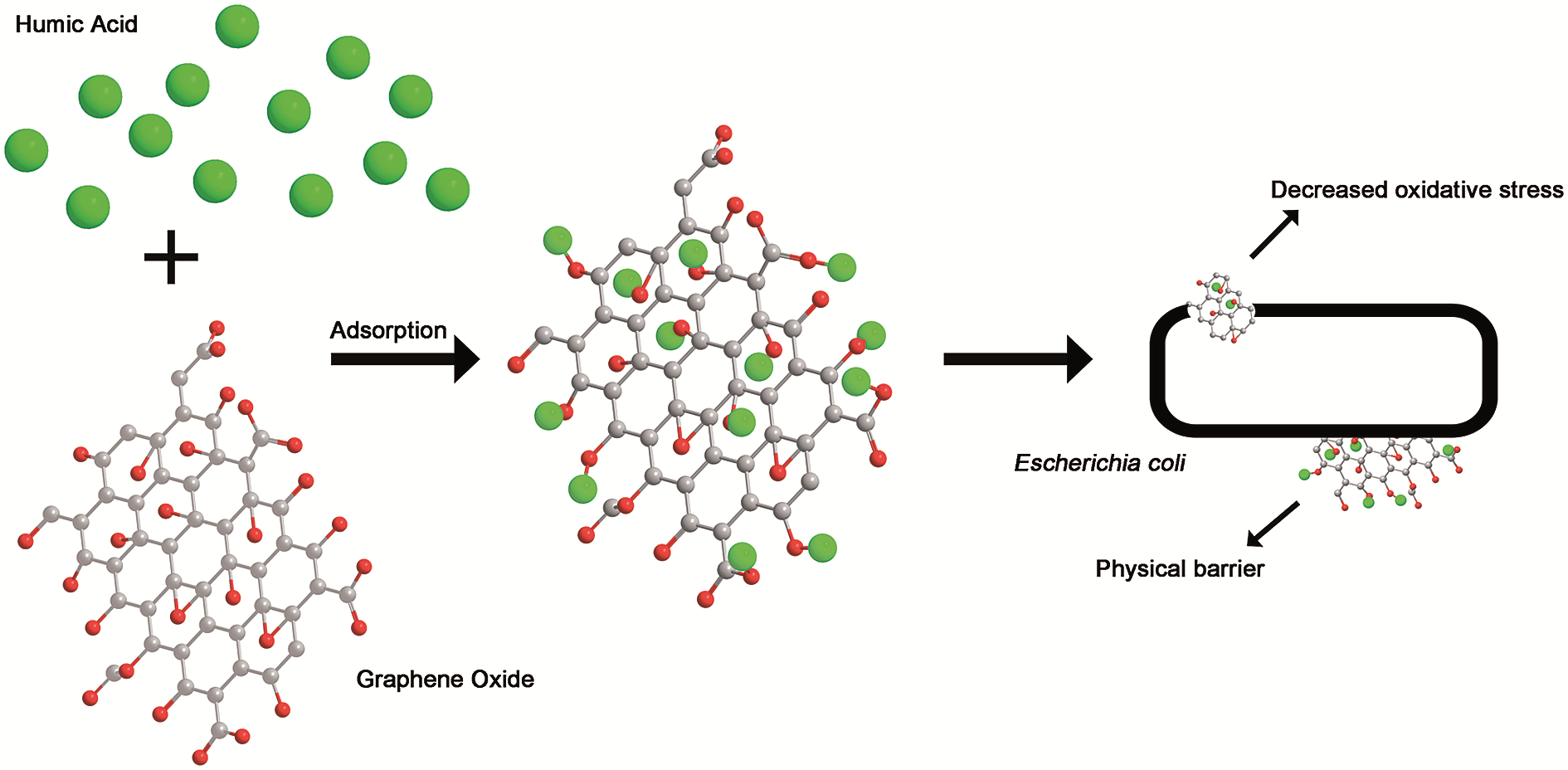 Mitigation in the toxicity of graphene oxide nanosheets towards ...