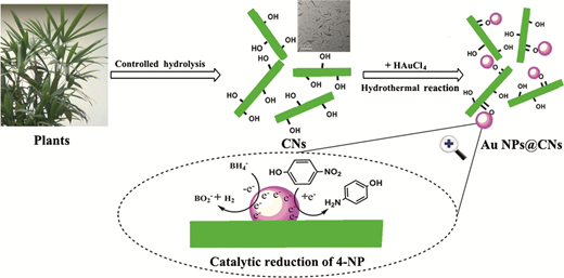 Green synthesis and formation mechanism of cellulose nanocrystal ...
