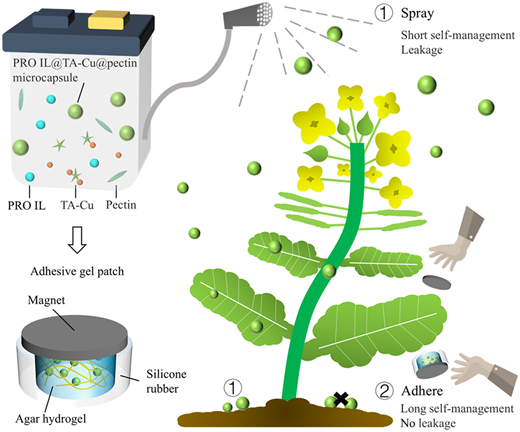 Construction of a pH/pectinase dual-responsive pesticide microcapsule ...