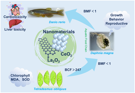 Trophic mobility and distinct organ-specific toxicity of rare earth ...