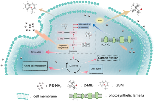 Nanoplastic stress drives cyanobacterial secondary metabolism and taste ...