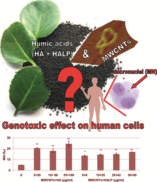 Induction of micronuclei by multi-walled carbon nanotubes interacting ...