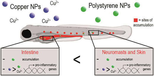 Nanoparticles induce dermal and intestinal innate immune system ...