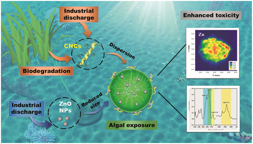 Nanocellulose enhances the dispersion and toxicity of ZnO NPs to green ...