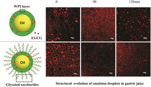 A glycated whey protein isolate–epigallocatechin gallate nanocomplex ...