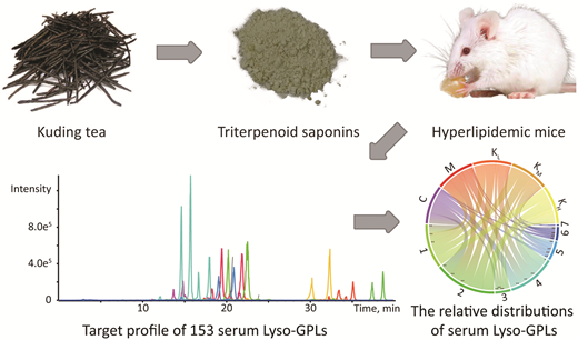 The metabolic change in serum lysoglycerophospholipids intervened by ...